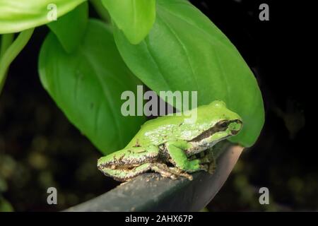 Pacific Tree Frog (Hyla regilla), Gabriola Island , British Columbia ...