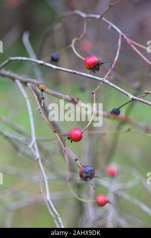 Nootka rose (Rosa nutkana Stock Photo - Alamy