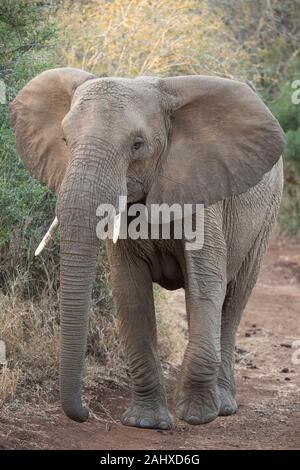 African elephant, Loxodonta africana africana, Manyoni Game Reserve ...
