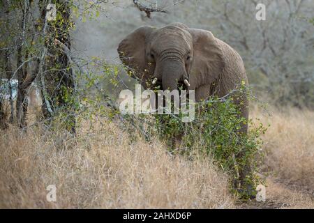 African elephant, Loxodonta africana africana, Manyoni Game Reserve ...