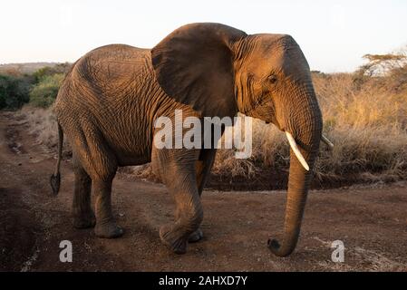 African elephant, Loxodonta africana africana, Manyoni Game Reserve ...