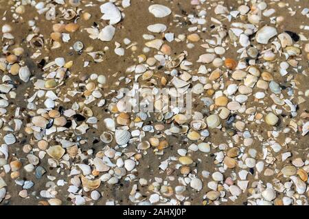 Colorful seashells under the water surface in sea Stock Photo - Alamy