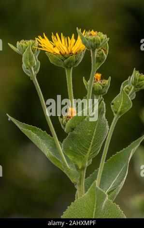 Elecampane, Inula helenium in flower alongside old wall. Naturalised in ...
