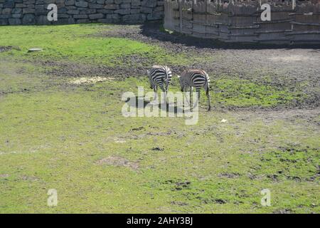 Dyreparken Zoo - Kristiansand, Norway Stock Photo - Alamy