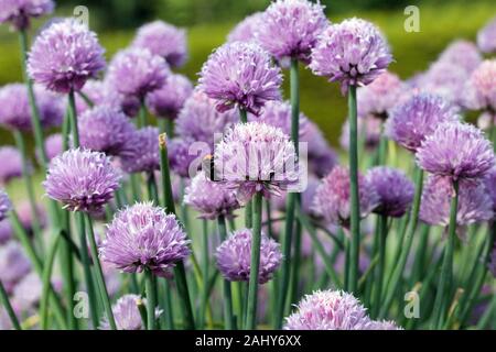 Purple Chives vegetable garden June flowers Chives Garden Stock Photo ...