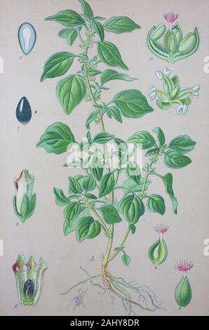 The spreading pellitory (Parietaria judaica) is a plant that causes ...