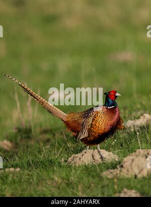 Common Pheasant (Phasianus colchicus) male on snow covered sugar beet ...