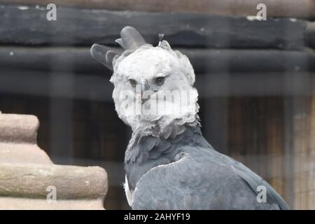 Rescued Harpy eagle (Harpia harpyja), Parque Condor, Otavalo, Ecuador ...
