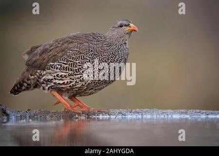 Natal spurfowl, Pternistis natalensis, Zimanga Game Reserve, South ...