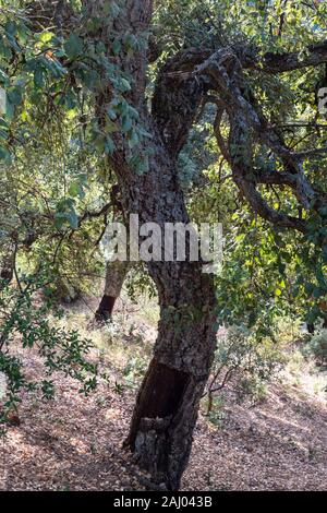 cork trees in andalucia spain Stock Photo - Alamy