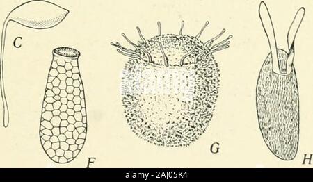 house fly (Musca domestica), eggs, Germany Stock Photo - Alamy