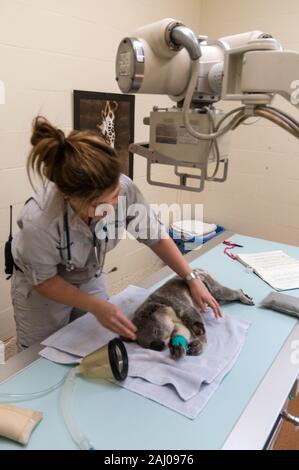 An injured male Koala named Blair being prepared for an X-ray whilst ...