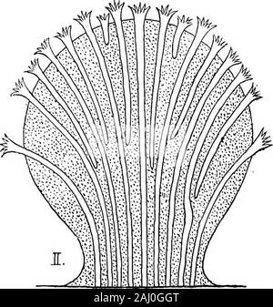 Cross section of a polyp Stock Photo - Alamy
