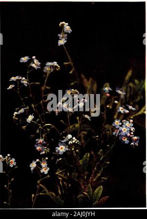 Blue flowers Forget-me-not. Latin name Myosotis sylvatica. Floral ...