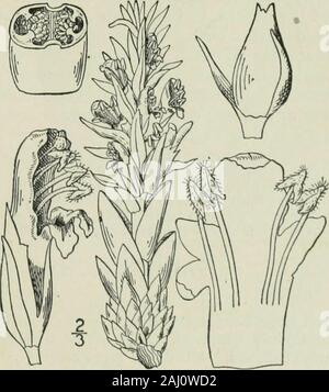 Squaw-root (Conopholis americana) also known as cancer-root and squaw ...