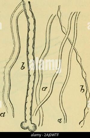 . The brain as an organ of mind. on of the medullary sub-stance at the ...