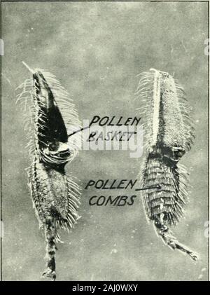 Bees (Apis mellifica) flies into the hive. Close up view Stock Photo ...