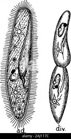 . Outlines of zoology. Zoology. PROTOZOA THE SIMPLEST ANIMALS ...