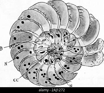 . Outlines of zoology. Zoology. PROTOZOA THE SIMPLEST ANIMALS ...