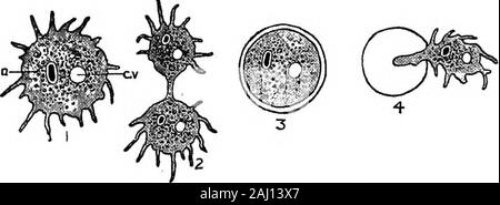 . Outlines of zoology. Zoology. PROTOZOA THE SIMPLEST ANIMALS ...