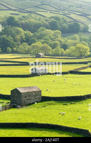 Stone barns and sheep at Gunnerside village, Swaledale; Yorkshire Dales ...