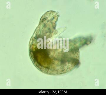 Tardigrades, colloquially, water bears, moss piglets, moss, micro ...