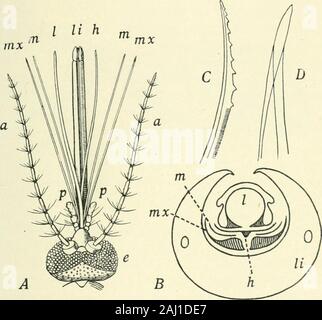 Culex pipiens mosquito mouthparts (female Stock Photo - Alamy