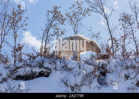 Cow at the mountain with snow in Sanabria, near the lake, Castilla y ...