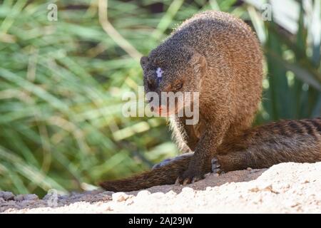 Egyptian mongoose (Herpestes ichneumon), also known as the ichneumon ...
