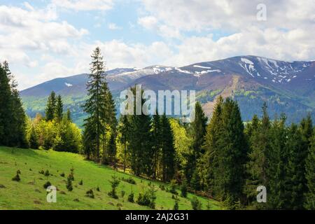 Impressive spruce trees in the forest, spirituality and wood therapy ...
