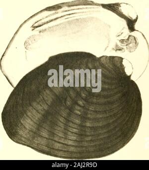 Monography of the family Unionidæ (Plate IV, Fig. 1) (6376863987 Stock ...