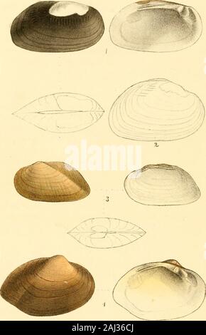 Monography of the family Unionidæ (Plate L, Figs. 1-2) (6377450631 ...