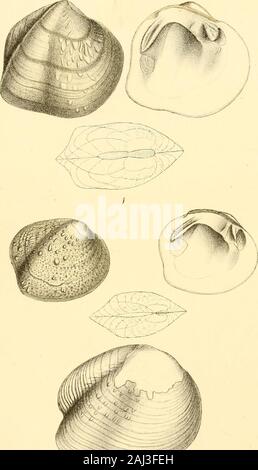Monography of the family Unionidæ (Plate XXXV, Fig. 1) (6376893411 ...