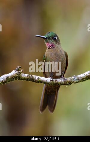 Fawn-breasted brilliant hummingbird Stock Photo - Alamy