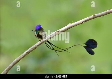 A Marvelous Spatuletail Hummingbird the most rare and spectacular ...