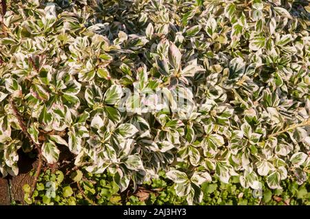 Euonymus fortunei Silver Queen shrub growing as a hedge in front of ...