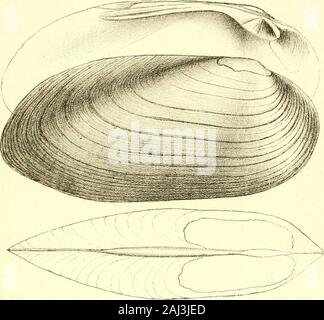 Monography of the family Unionidæ (Plate XXIX, Fig. 1) (6376889057 ...