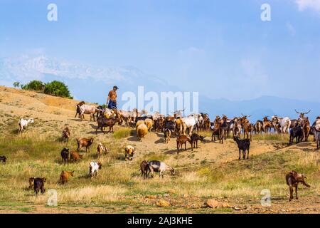 Amazing herd of goats grazing in the hills of Karpas Peninsula in the ...