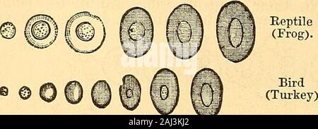 Colored and colorless blood cells Stock Photo - Alamy