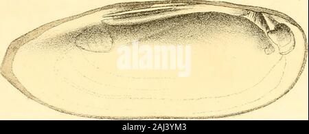 Monography of the family Unionidæ : or, Naiades of Lamarck (fresh water ...