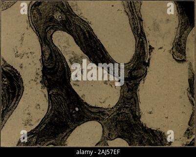 . Text-book of embryology. Embryology. 416 EMBRYOLOGY OF THE LOWER ...