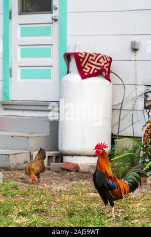 A colorful rooster (scientific name: Gallus gallus domesticus Stock ...