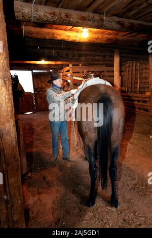 cowboy saddling up his horse Stock Photo - Alamy