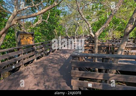 Mangrove Boardwalk Panjim Goa India Stock Photo - Alamy