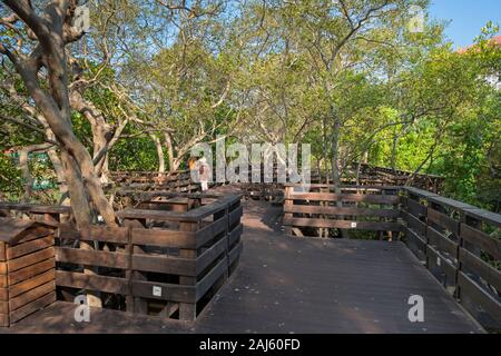 Mangrove Boardwalk Panjim Goa India Stock Photo - Alamy
