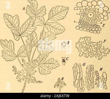 Poison Ivy (Toxicodendron radicans) a common toxic plant that causes ...