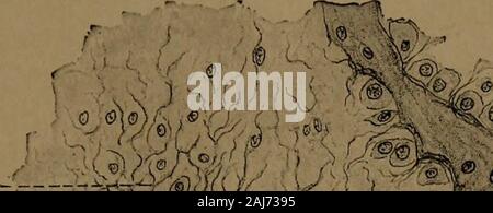 Connective tissue in a tooth in formation. Light microscope X40 at 10 ...