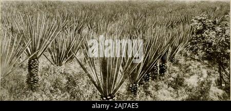 Harvest scenes of the world . The Sisal Plant Cutting the Sisal Leaves ...