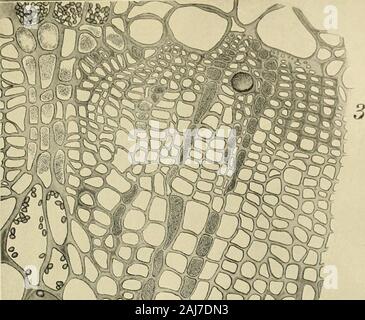 WHITE PINE (PINUS STROBUS) CROSS SECTION OF TRUNK APPROX. 15 YEARS OLD ...