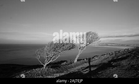 Wind shaped trees on Brean Down, Somerset, England Stock Photo - Alamy
